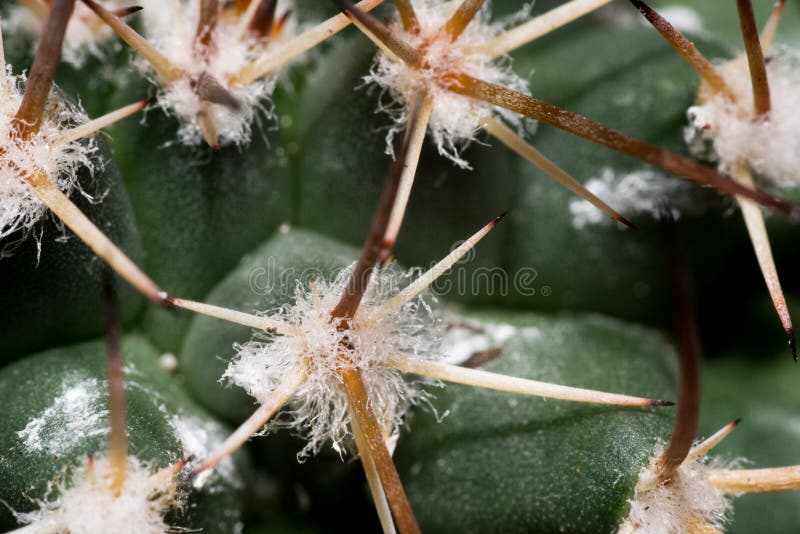 Green spikey cactus stock image. Image of arizona, exotic - 87640905