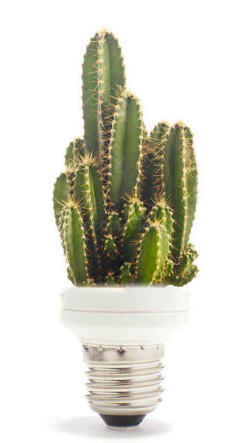 Cactus Growing Out Bulb Stock Photos - Free & Royalty-Free Stock Photos ...