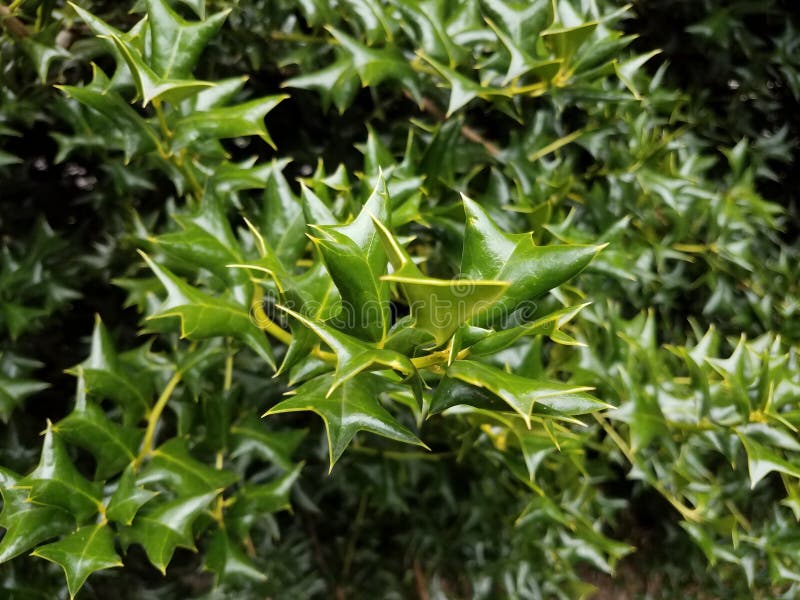 Green Spiky Sharp Holly Bush or Plant Stock Image - Image of pointy ...