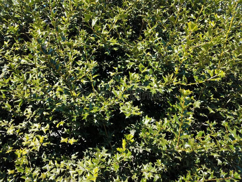 Green Spiky and Sharp Holly Bush or Plant Stock Image - Image of botany ...