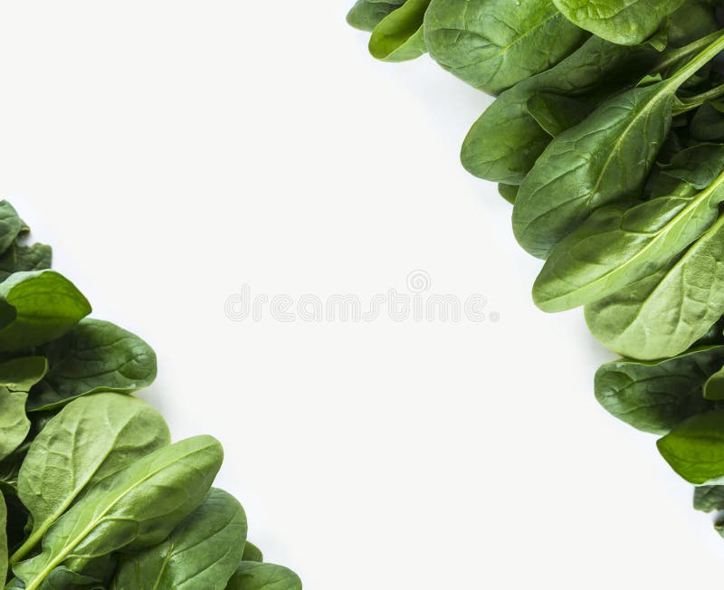 1,121 Leafy Green Border Stock Photos - Free & Royalty-Free Stock ...