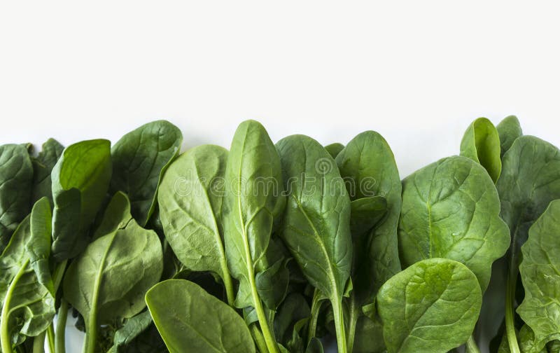 1,121 Leafy Green Border Stock Photos - Free & Royalty-Free Stock ...