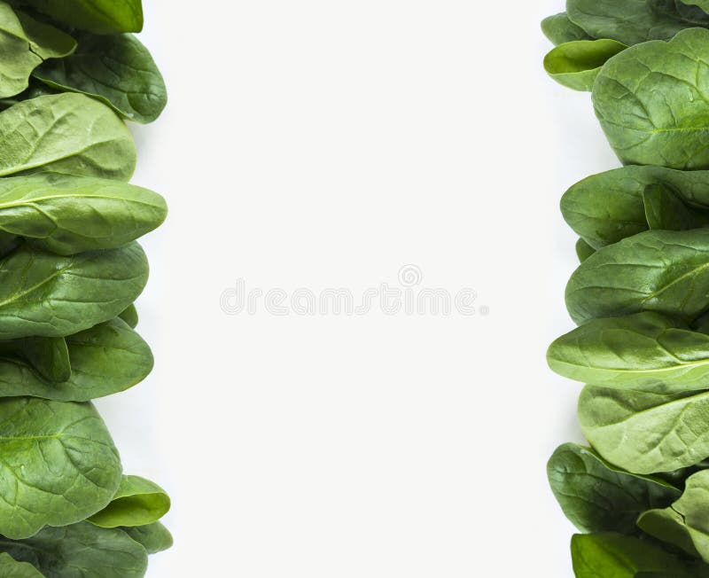 109 Leafy Green Spinach Border Stock Photos - Free & Royalty-Free Stock ...