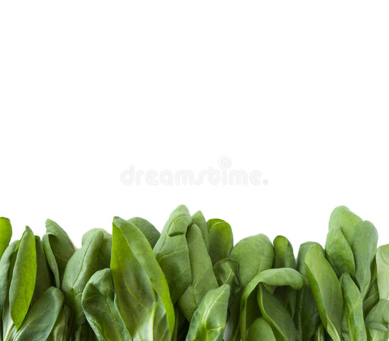 1,121 Leafy Green Border Stock Photos - Free & Royalty-Free Stock ...