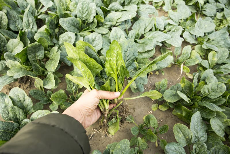 Green Spinach Farming Field in Turkey / Izmir Stock Image - Image of ...