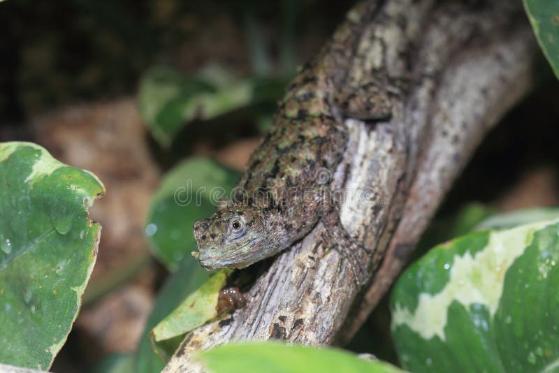 Big Green Spiny Fruit Strongly Smelling Smelly, the Royal Fruit of ...