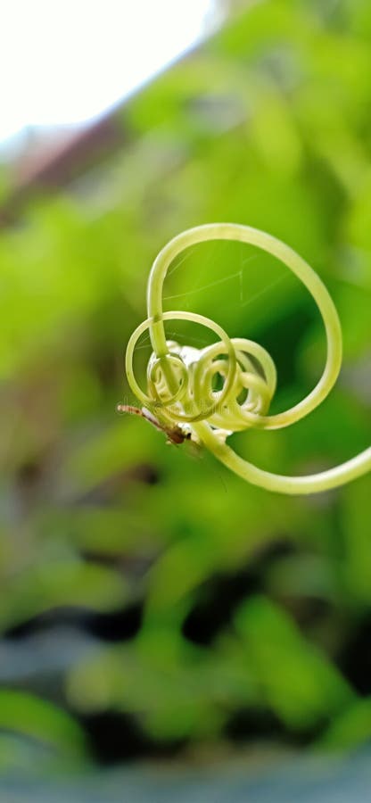Green Spiral and Insect on it Stock Photo - Image of water, oasis ...