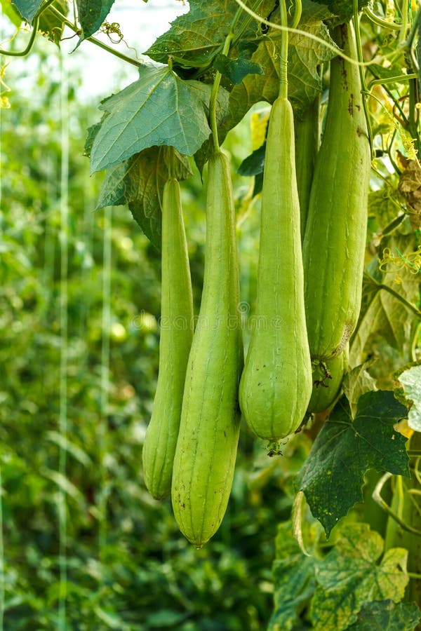 Green Sponge Gourd Vegetable Sponge in Greenhouse Stock Photo - Image ...