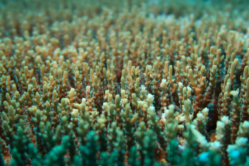 Green Sponges Underwater Seen from Above Stock Photo - Image of floor ...