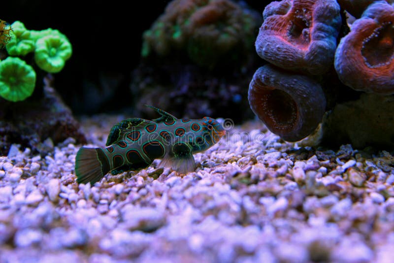 Green Spotted Mandarin Fish Stock Photo - Image of life, amazing: 83243768