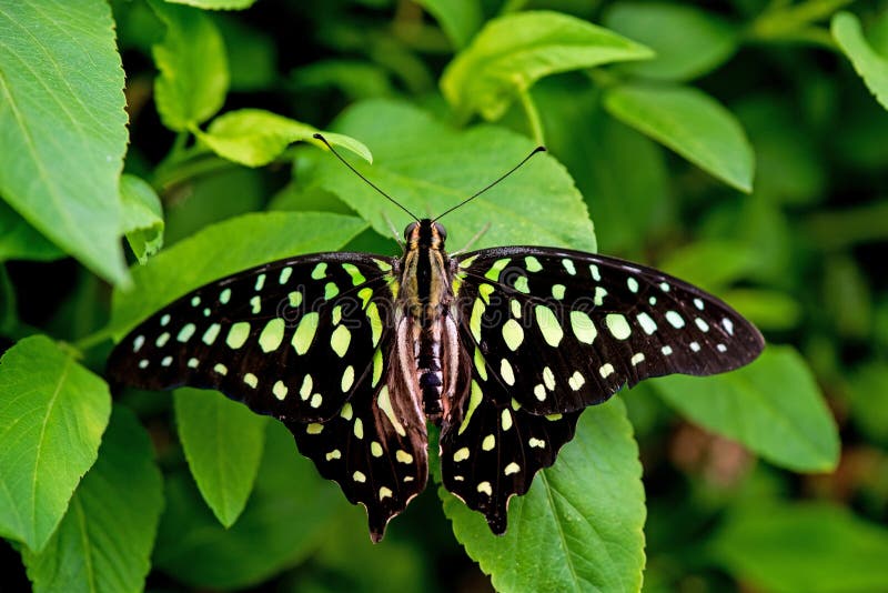 Green Spotted Triangle Butterfly Stock Photo - Image of nature, natural ...
