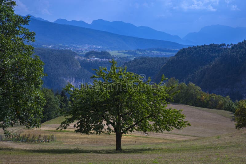 Green Spreading Tree Against the Background of Mountains Stock Image ...