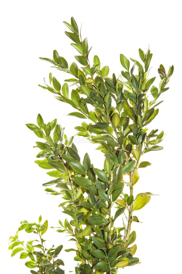 Green sprig stock image. Image of biology, leafs, plants - 4770279