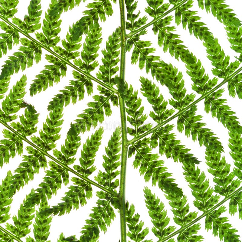 Green sprig of fern stock image. Image of natural, herbarium - 33032621