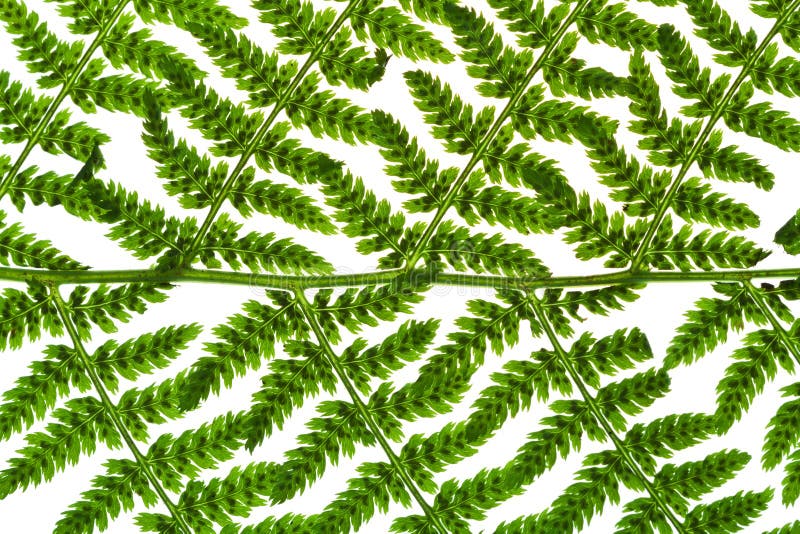 Green sprig of fern stock photo. Image of green, sprig - 33032752