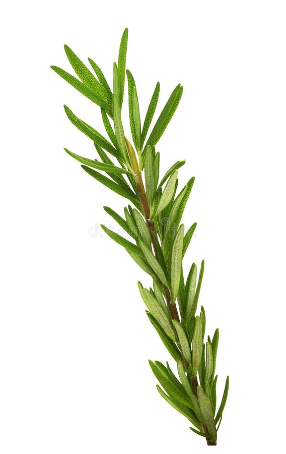 Green Sprig of Fresh Rosemary Leaves Isolated Stock Image - Image of ...