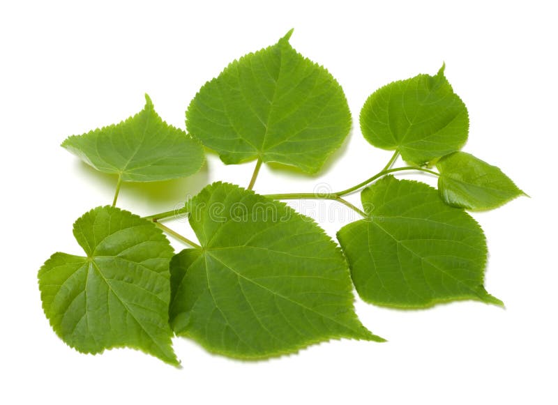 Green sprig of linden-tree stock photo. Image of close - 54269878