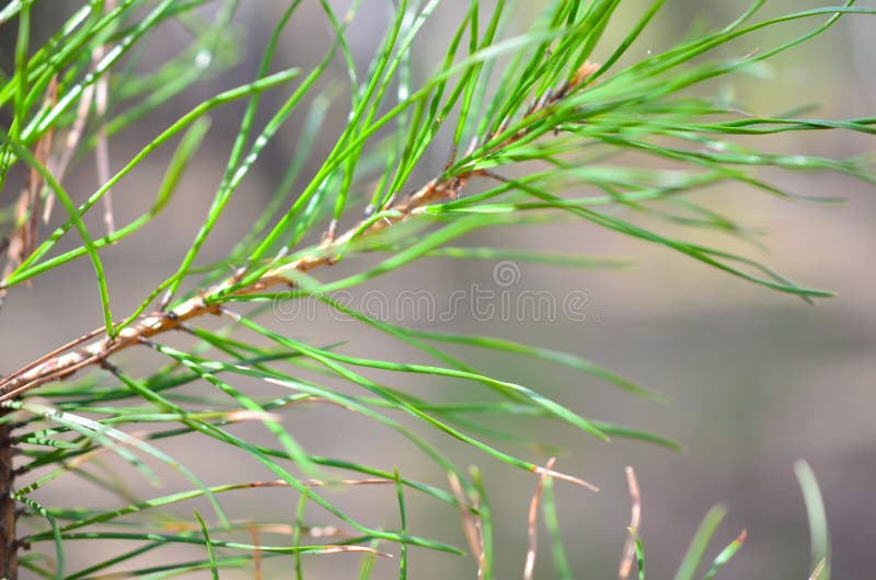 Green Sprig of Spruce Pine Tree Closeup in the Forest. Stock Photo ...
