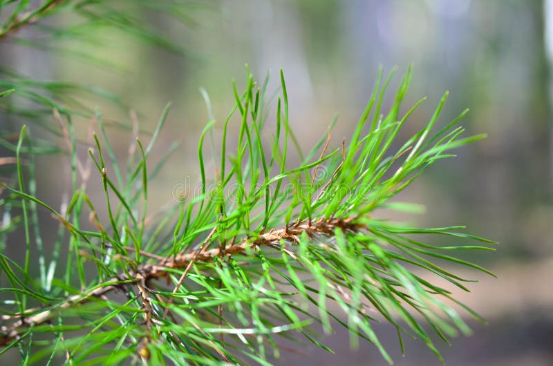 Green Sprig of Spruce Pine Tree Closeup in the Forest. Stock Image ...