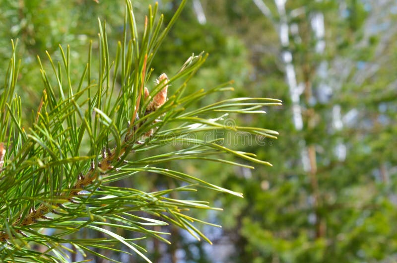 Green Sprig of Spruce Pine Tree Closeup in the Forest. Stock Image ...