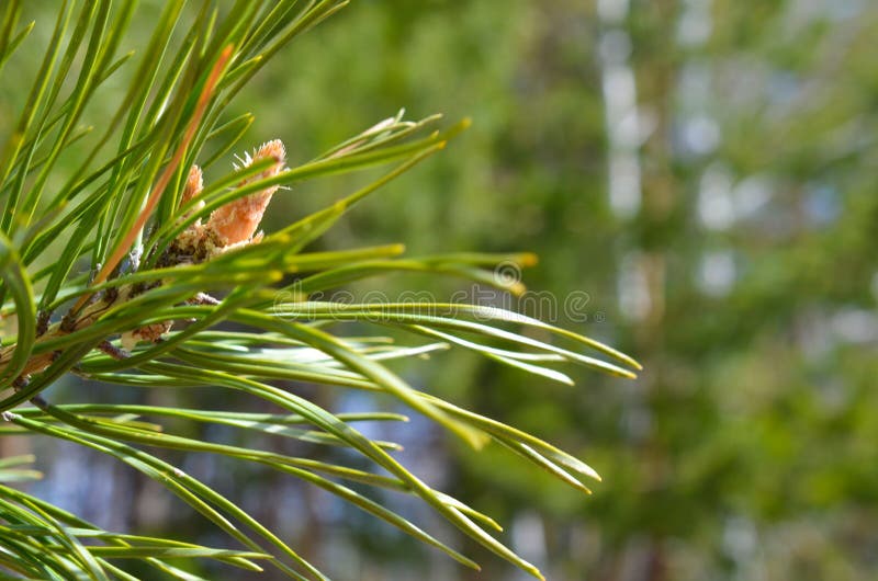 Green Sprig of Spruce Pine Tree Closeup in the Forest. Stock Image ...