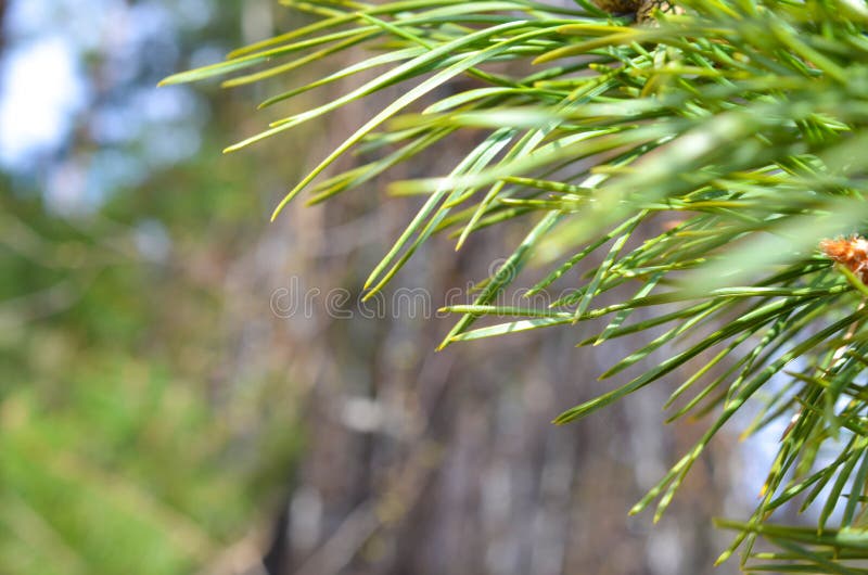 Green Sprig of Spruce Pine Tree Closeup in the Forest. Stock Photo ...