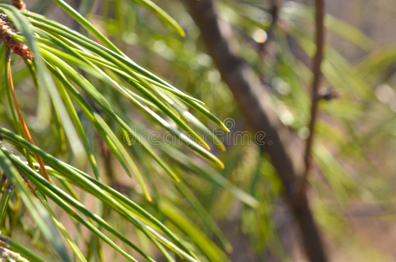Green Sprig of Spruce Pine Tree Closeup in the Forest. Stock Photo ...