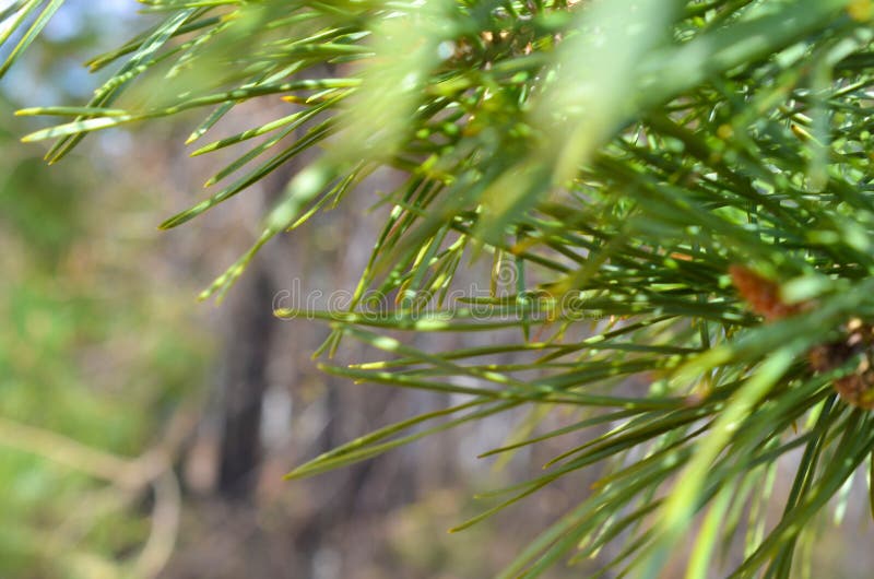 Green Sprig of Spruce Pine Tree Closeup in the Forest. Stock Photo ...