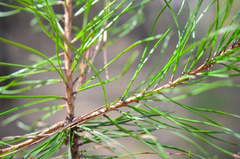 Green Sprig of Spruce Pine Tree Closeup in the Forest. Stock Image ...