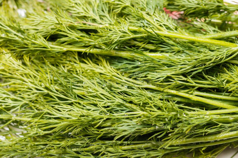 Green Sprigs of Fresh Dill stock image. Image of background - 87342207