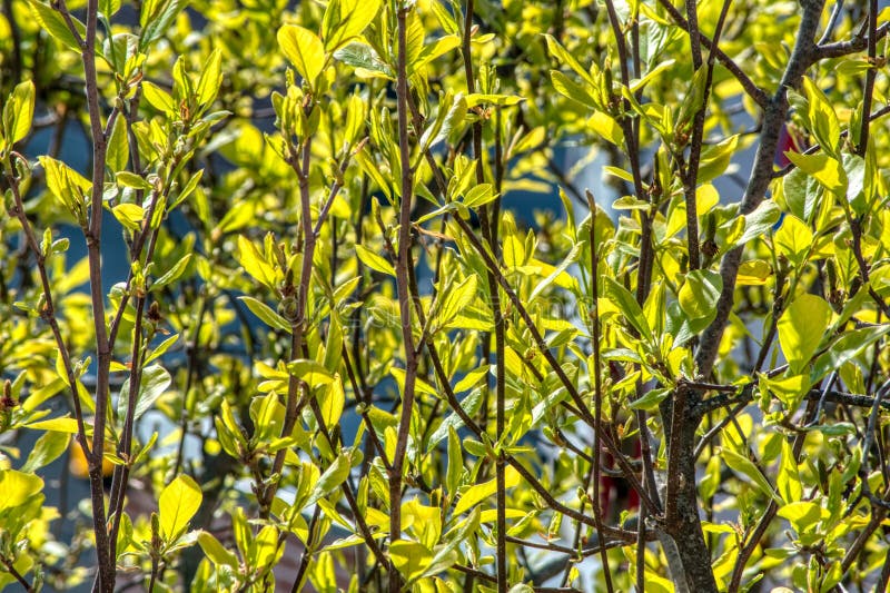 Green sprigs stock photo. Image of gardener, spring - 198211924