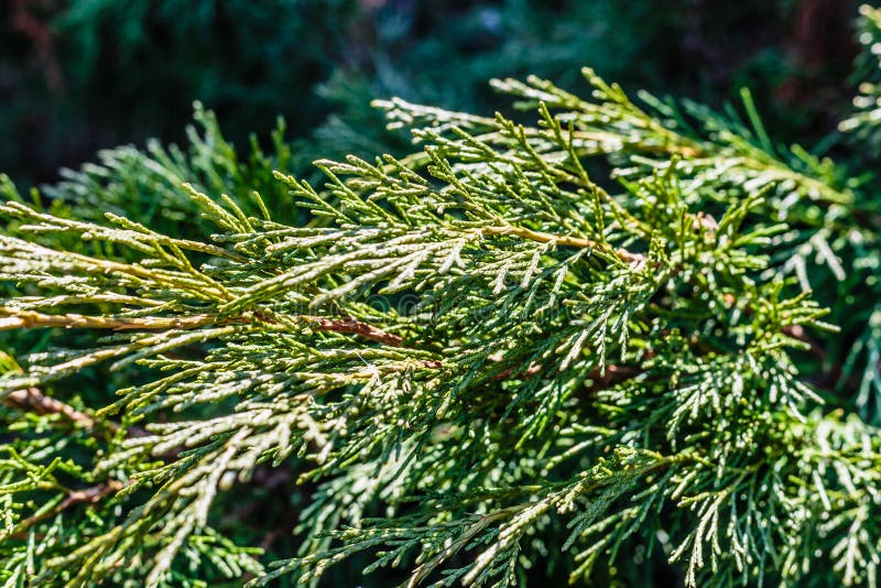 Spring juniper stock image. Image of pine, sunny, bump - 24710933
