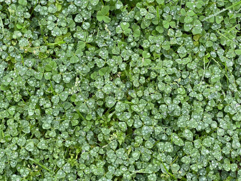 Green Spring Background. Lush Clover with Water Dew, Top View Stock ...