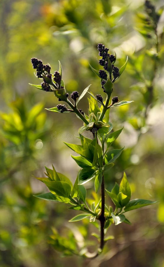 Green spring background. stock image. Image of leaves - 143972811