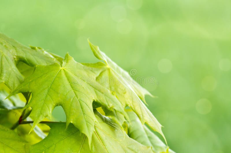 Green Spring Background with Shallow Focus Stock Photo - Image of ...