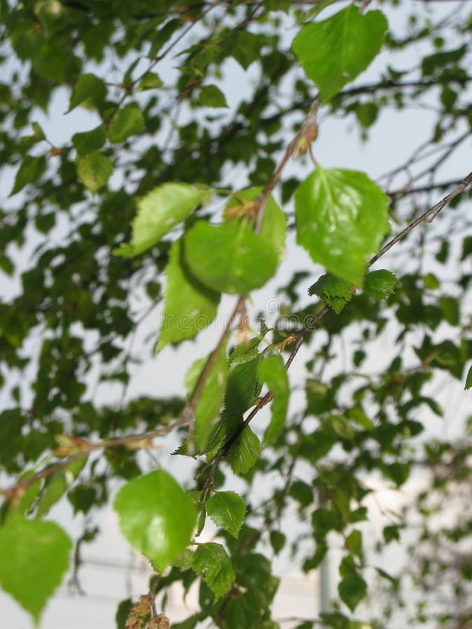 Spring birch tree branch stock image. Image of grove - 174957861