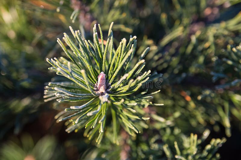 Green Spring Bud of an Evergreen Pine Plant Growing Close-up Stock ...