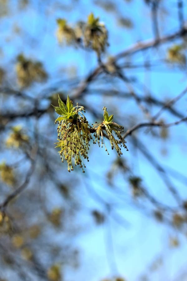 Green spring buds ash tree stock image. Image of fraxinus - 39987229
