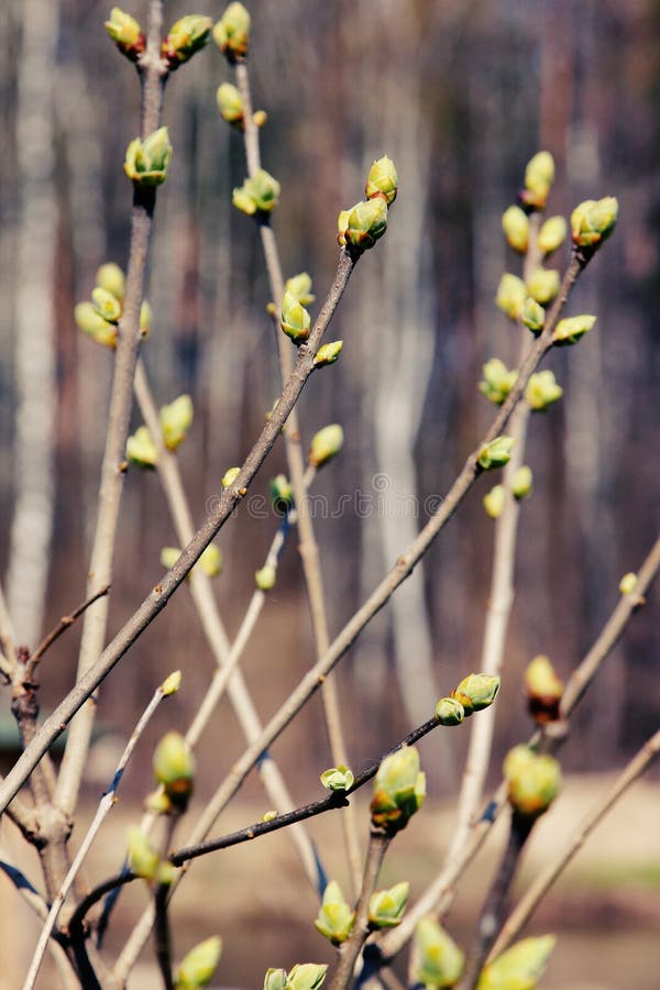 Green spring buds stock image. Image of flower, tree - 40051795