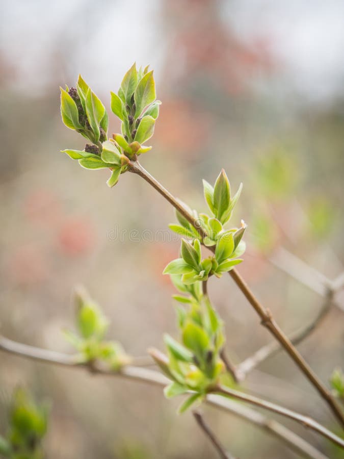 Spring buds stock photo. Image of spring, growth, leaves - 30590686