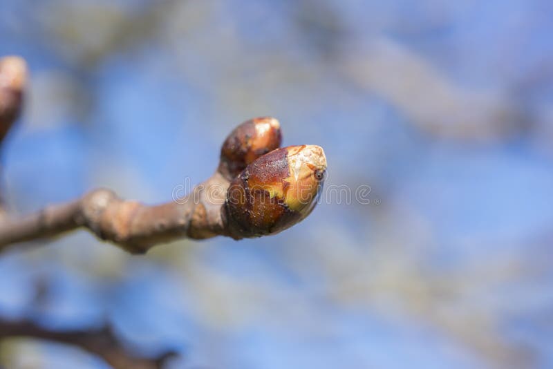 Green Spring Leaves, Fresh Buds on Twigs in Springtime Beginning Stock ...