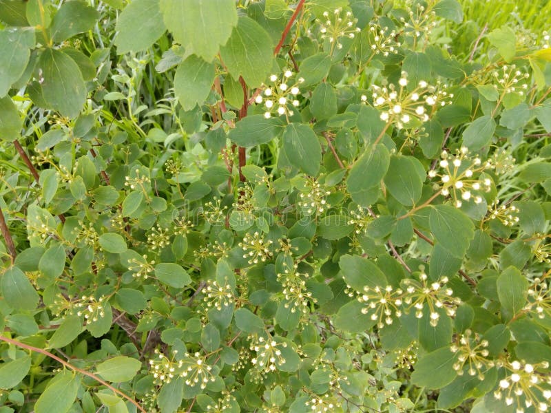 Green Spring Bush with Small Leaves and White Flowers Stock Image ...