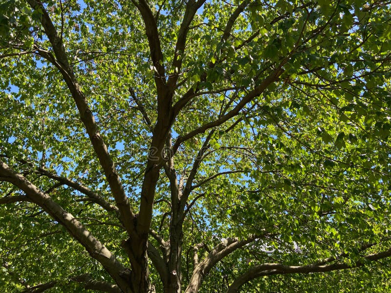 Green Spring Canopy in May in Spring Stock Photo - Image of colorful ...