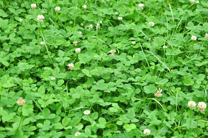 Green Spring Clover Meadow Outdoor Stock Image - Image of lucky, summer ...