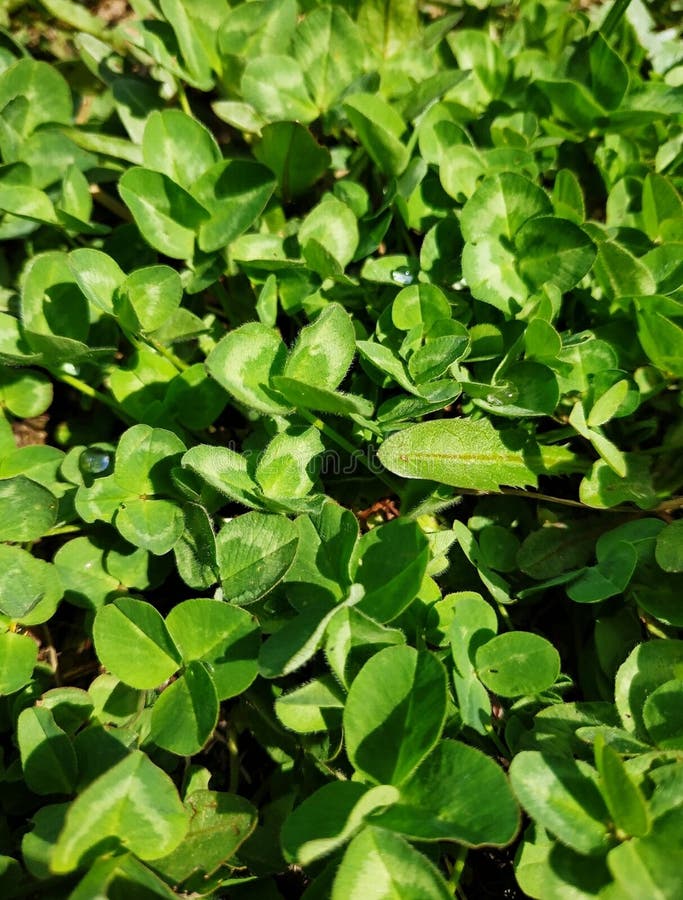 Green Spring Clover with Water Droplets Stock Image - Image of droplets ...