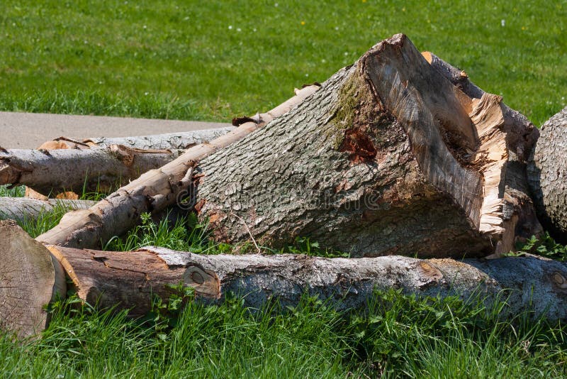 Sawed parts of a tree stock photo. Image of cutting - 104003716