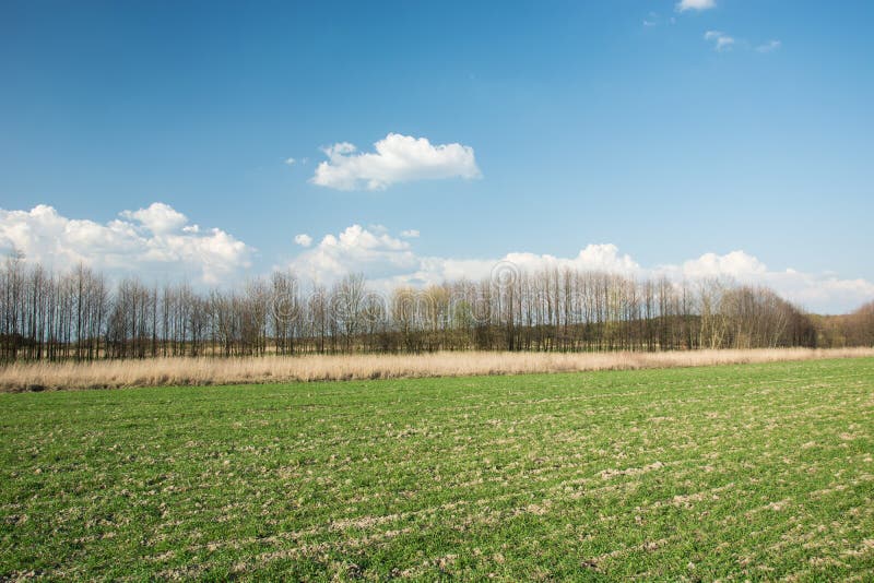 Spring Field with Trees stock photo. Image of tree, farm - 2259578