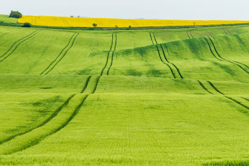 Green Spring Field with White Space Over Horizon. Background Texture ...