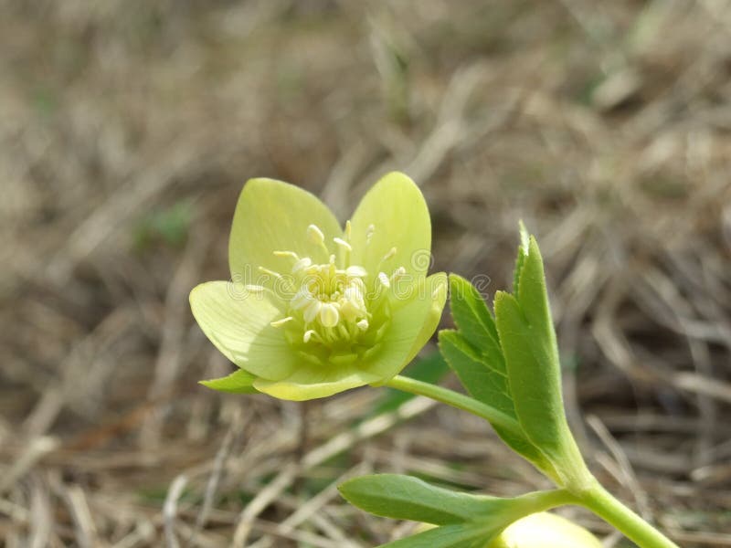 Green spring flower stock photo. Image of leaf, nature - 24124362