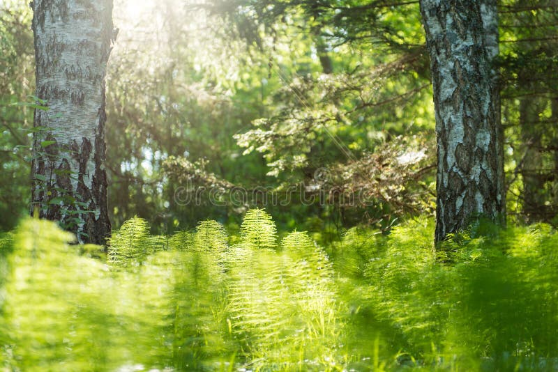 Green Spring Foliage in Forest Stock Photo - Image of environment ...